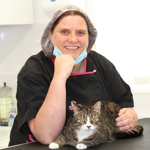 Cat Grooming School - The UK and International Educational and Training ...